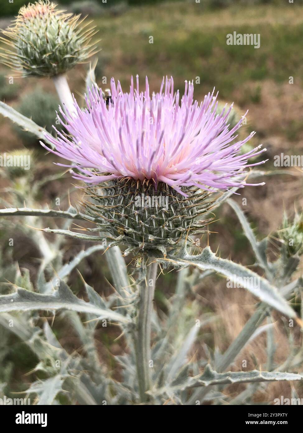 wavyleaf thistle (Cirsium undulatum) Plantae Stock Photo - Alamy