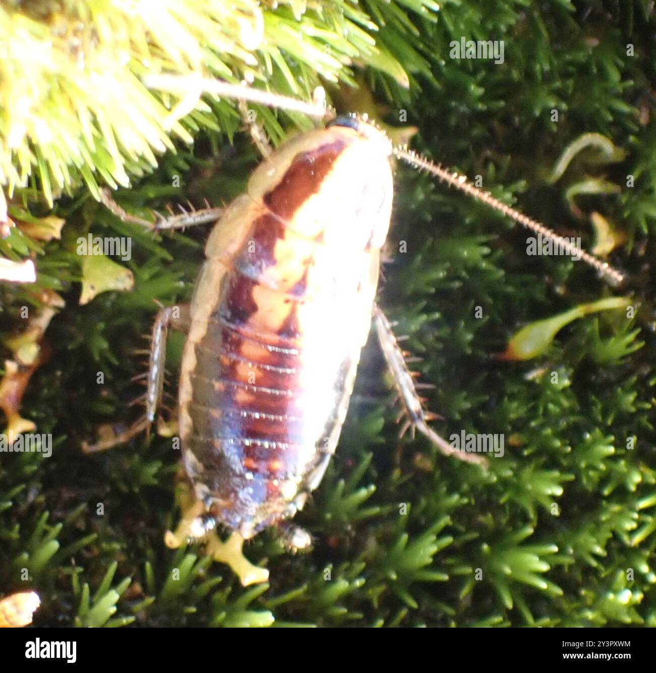 Cockroaches and Termites (Blattodea) Insecta Stock Photo - Alamy
