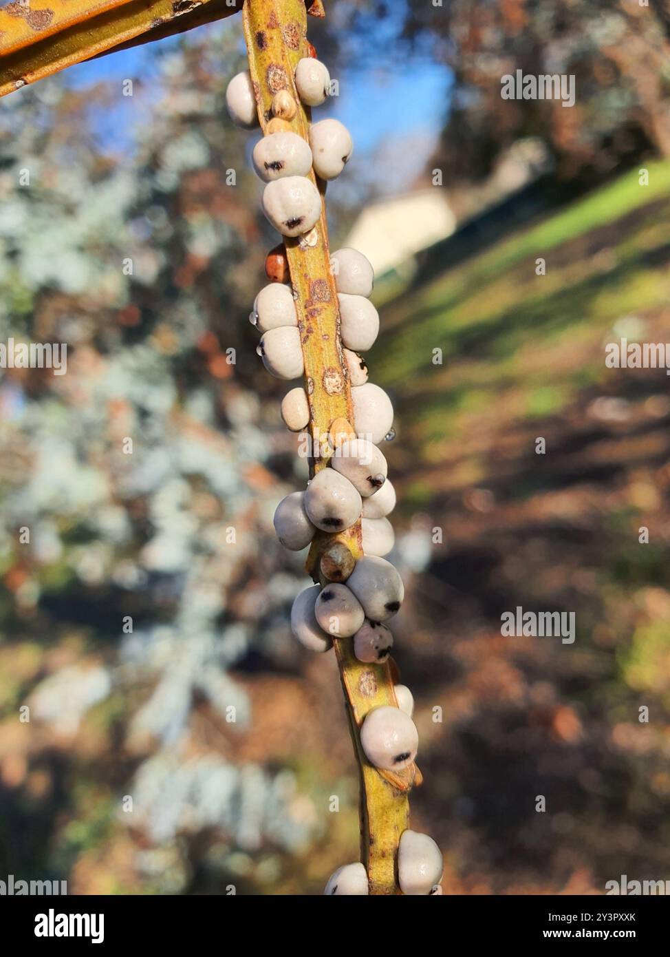 Wattle tick scale hi-res stock photography and images - Alamy