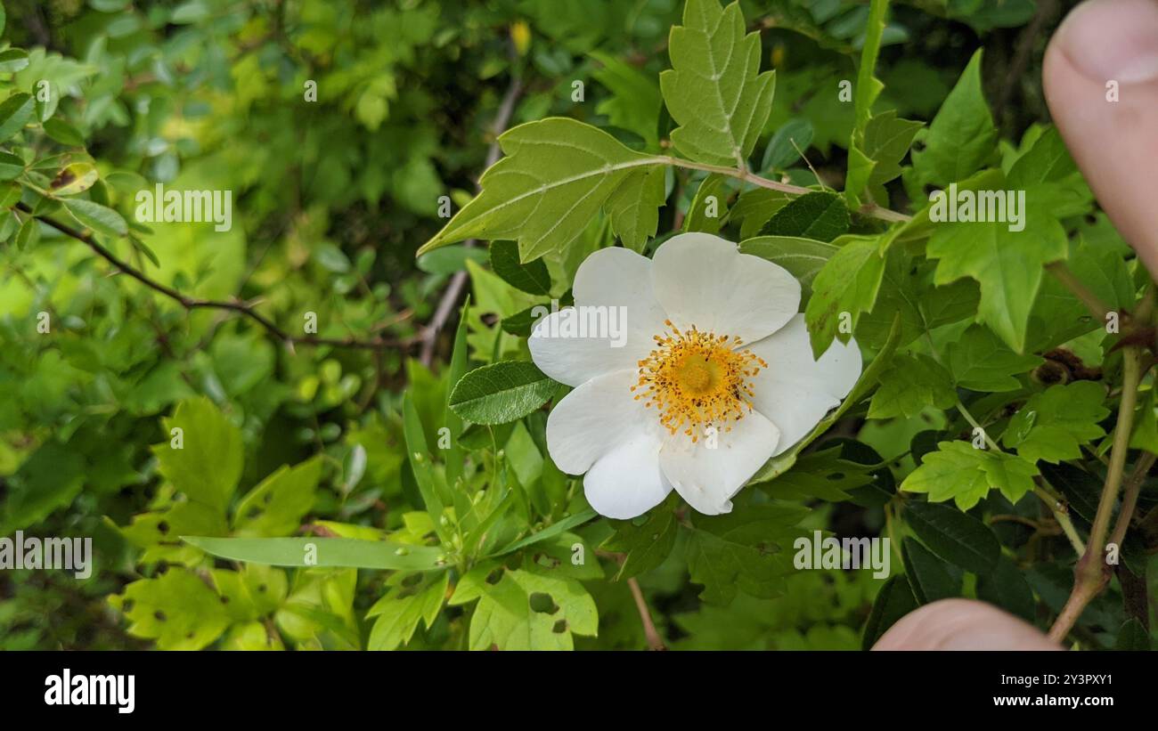 Macartney's rose (Rosa bracteata) Plantae Stock Photo - Alamy