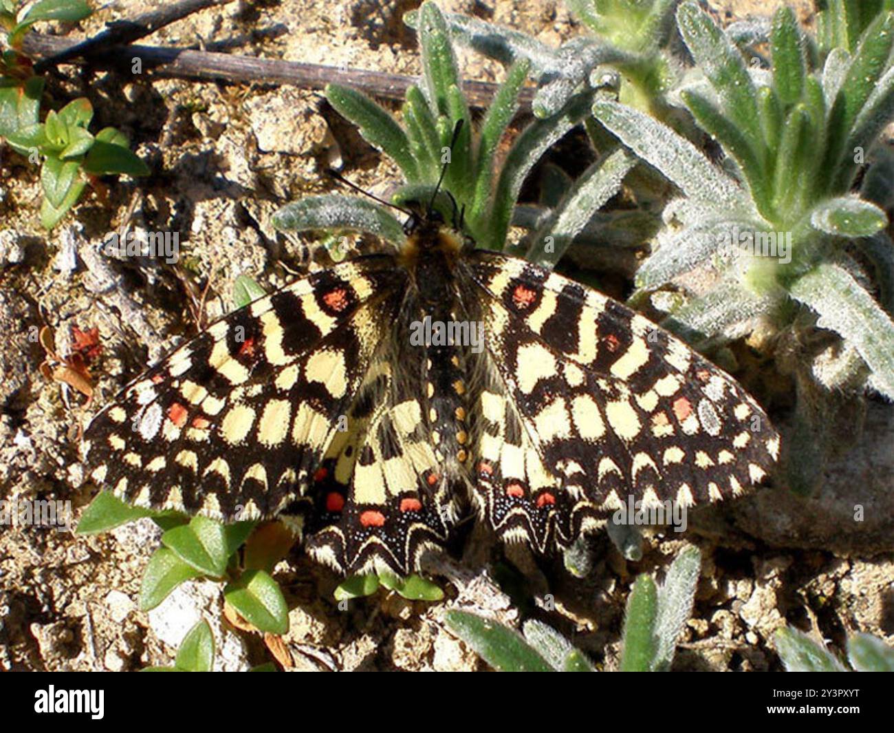 Spanish Festoon (Zerynthia rumina) Insecta Stock Photo - Alamy
