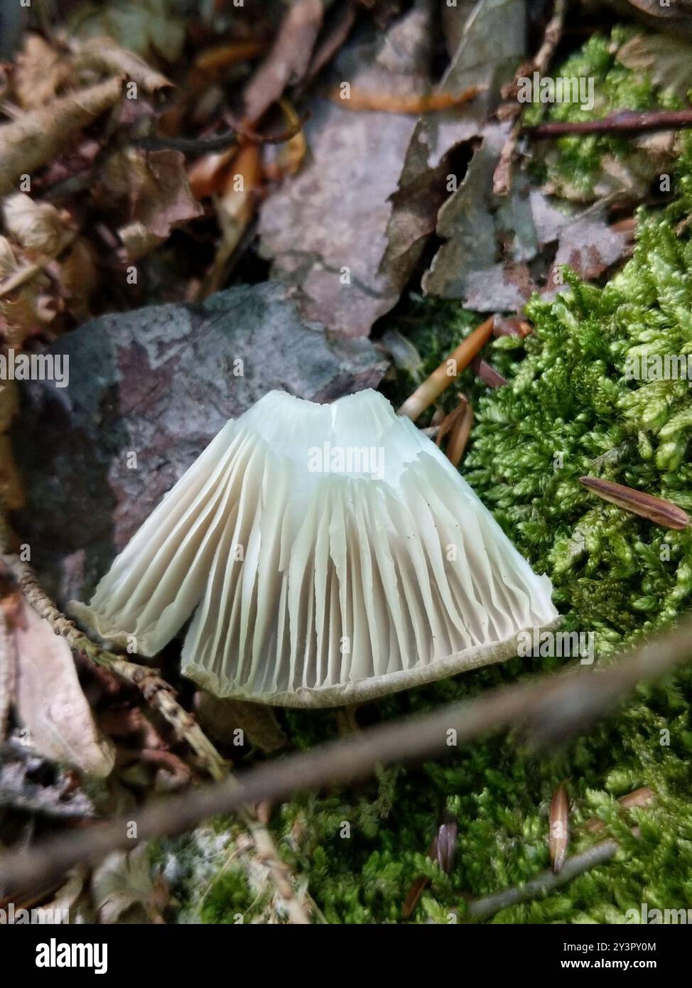 Eastern American Platterful Mushroom (Megacollybia rodmanii) Fungi ...