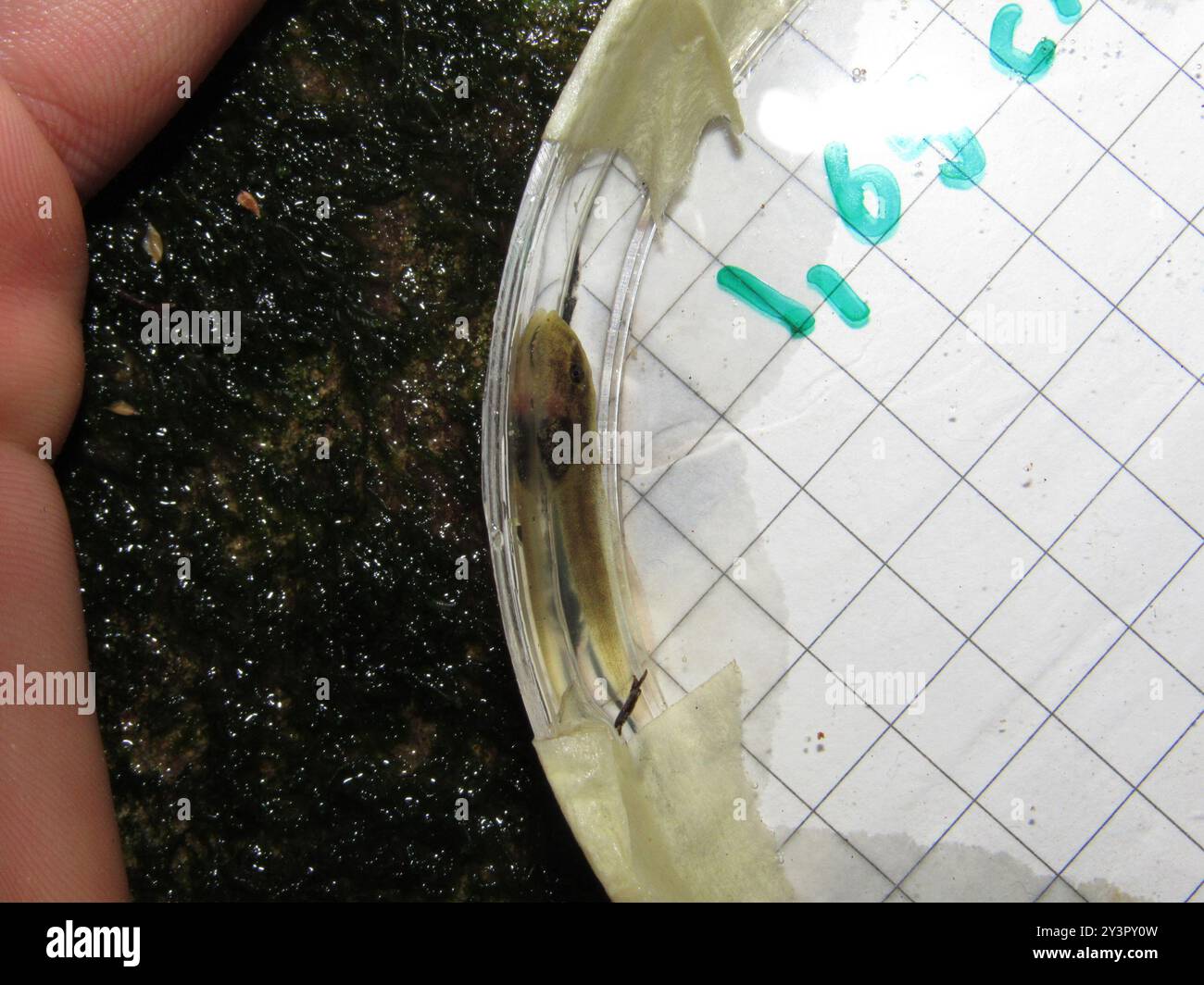 Table Mountain Ghost Frog (Heleophryne rosei) Amphibia Stock Photo - Alamy