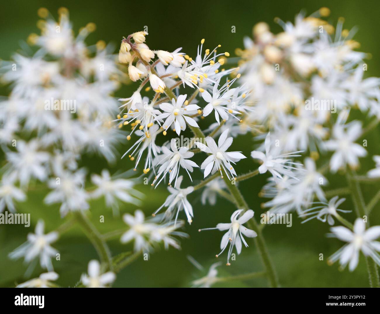 Creeping Foamflower (Tiarella stolonifera) Plantae Stock Photo - Alamy
