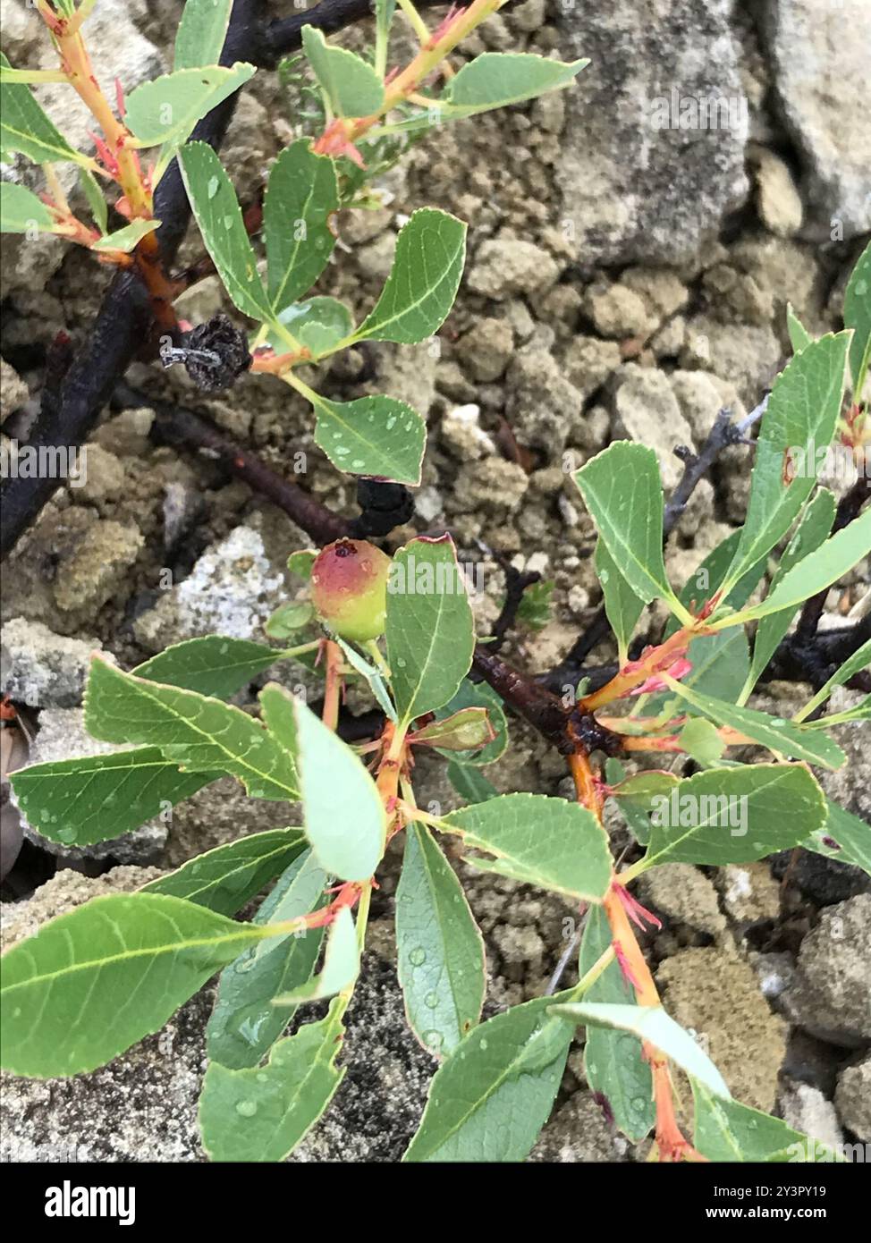 sand cherry (Prunus pumila) Plantae Stock Photo - Alamy