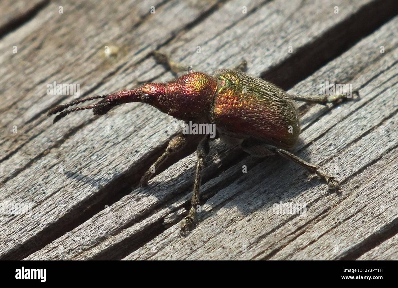 Rhynchites hi-res stock photography and images - Alamy