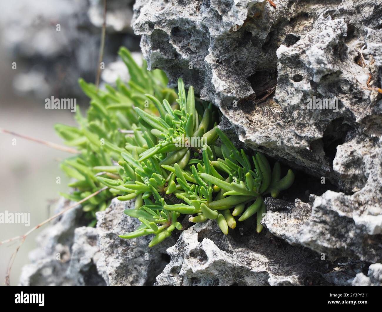(Kalanchoe ceratophylla) Plantae Stock Photo - Alamy