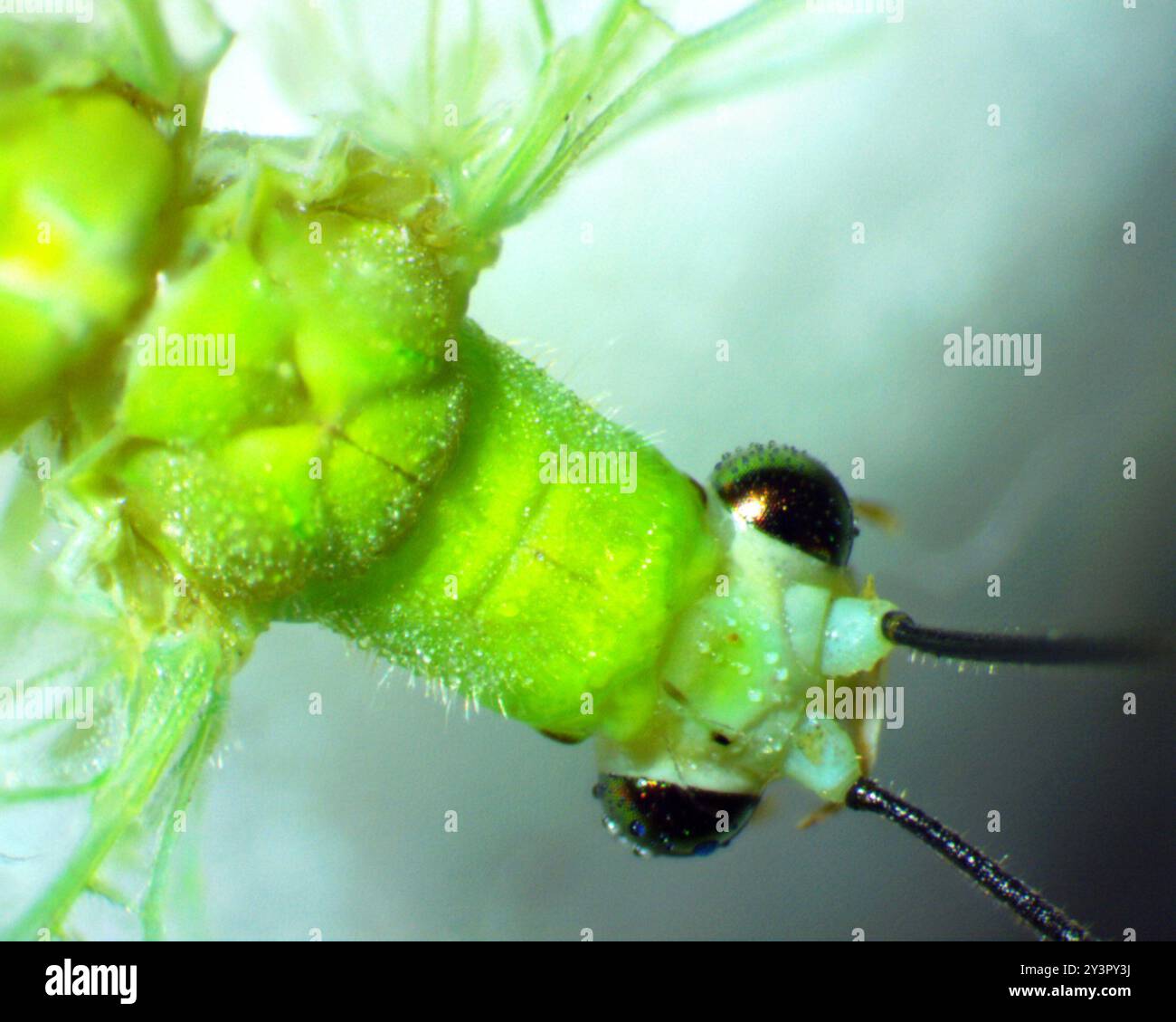 Black-horned Green Lacewing (Chrysopa nigricornis) Insecta Stock Photo ...