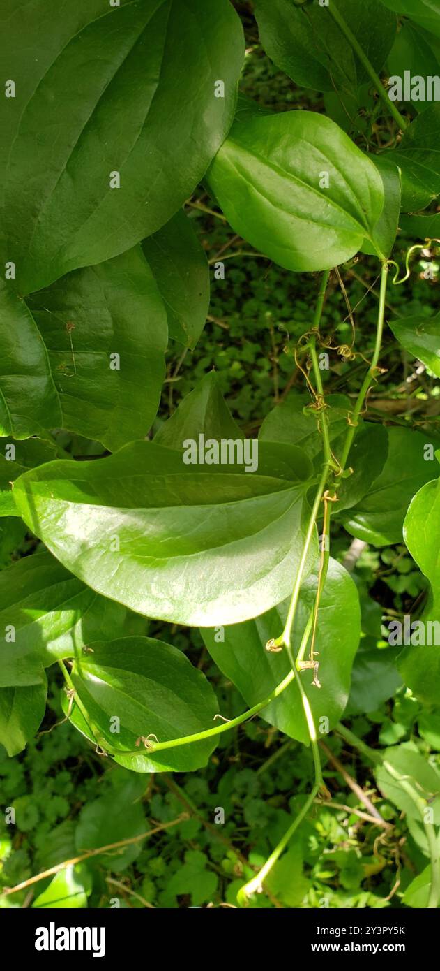 roundleaf greenbrier (Smilax rotundifolia) Plantae Stock Photo - Alamy