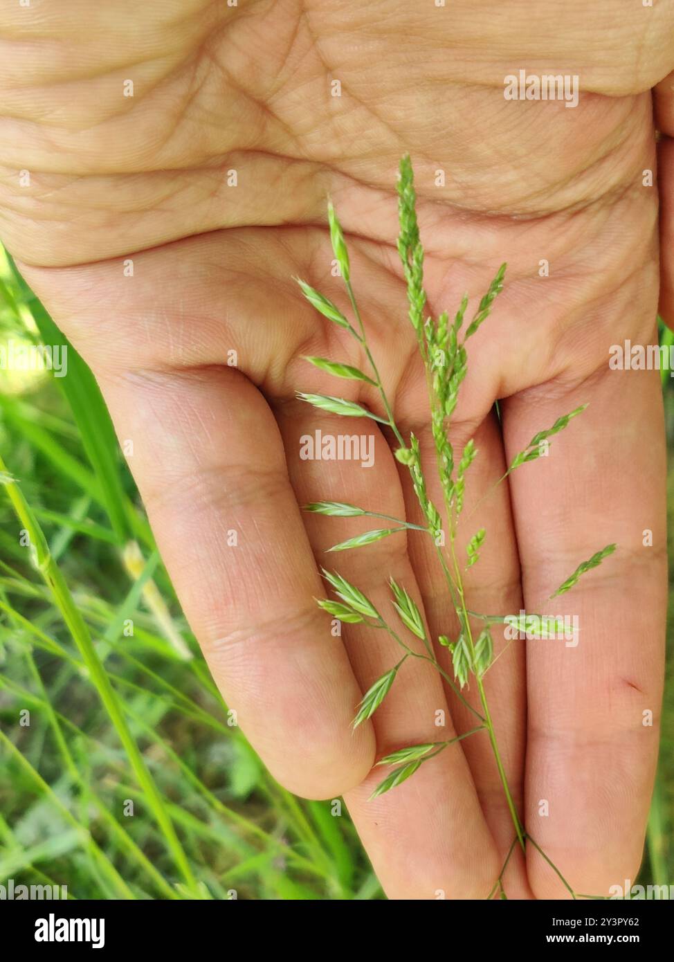 grasses (Poaceae) Plantae Stock Photo - Alamy