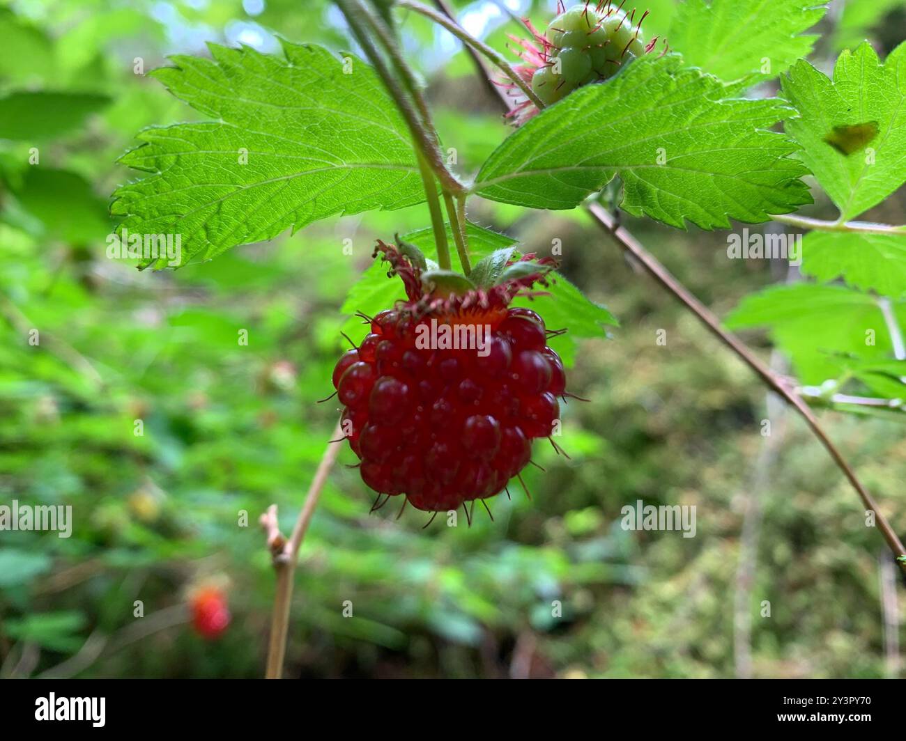 Salmonberry (Rubus spectabilis) Plantae Stock Photo - Alamy