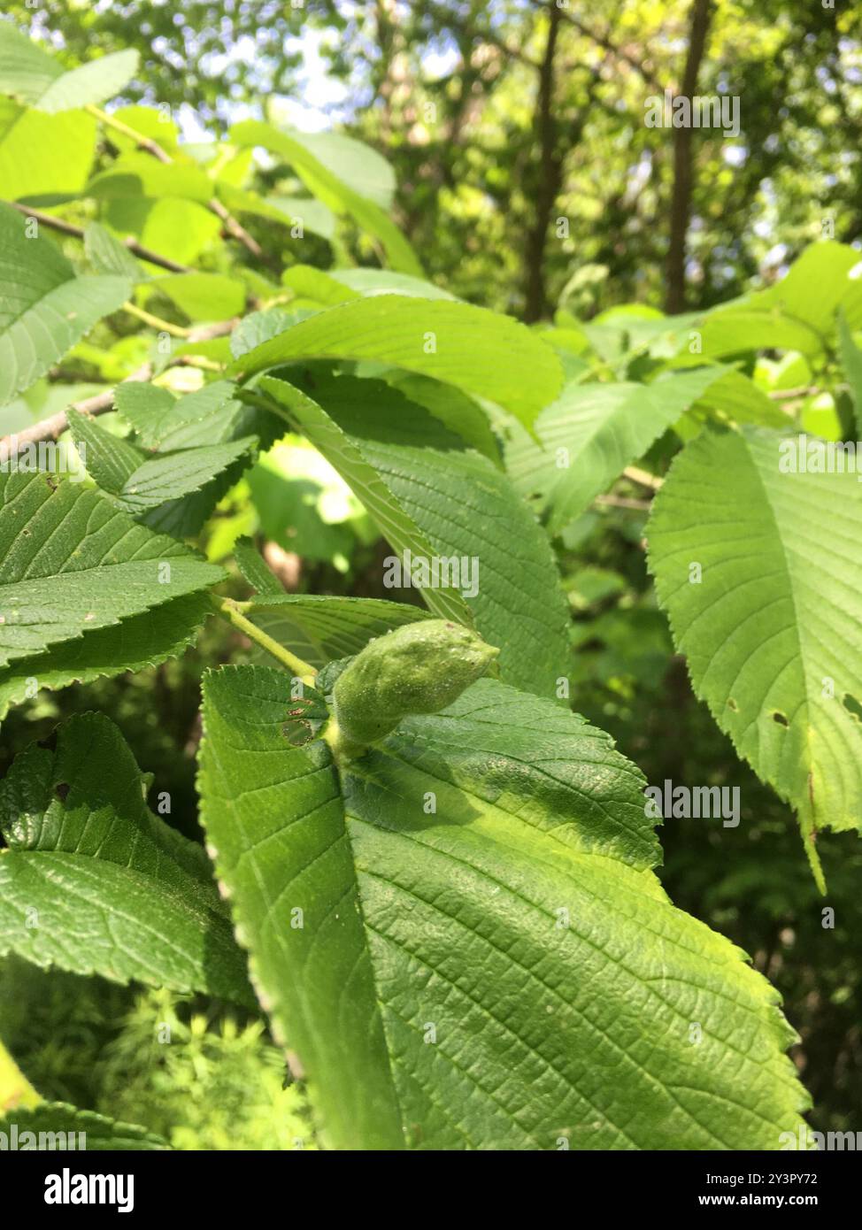 Slippery Elm Gall Aphid (Kaltenbachiella ulmifusa) Insecta Stock Photo ...