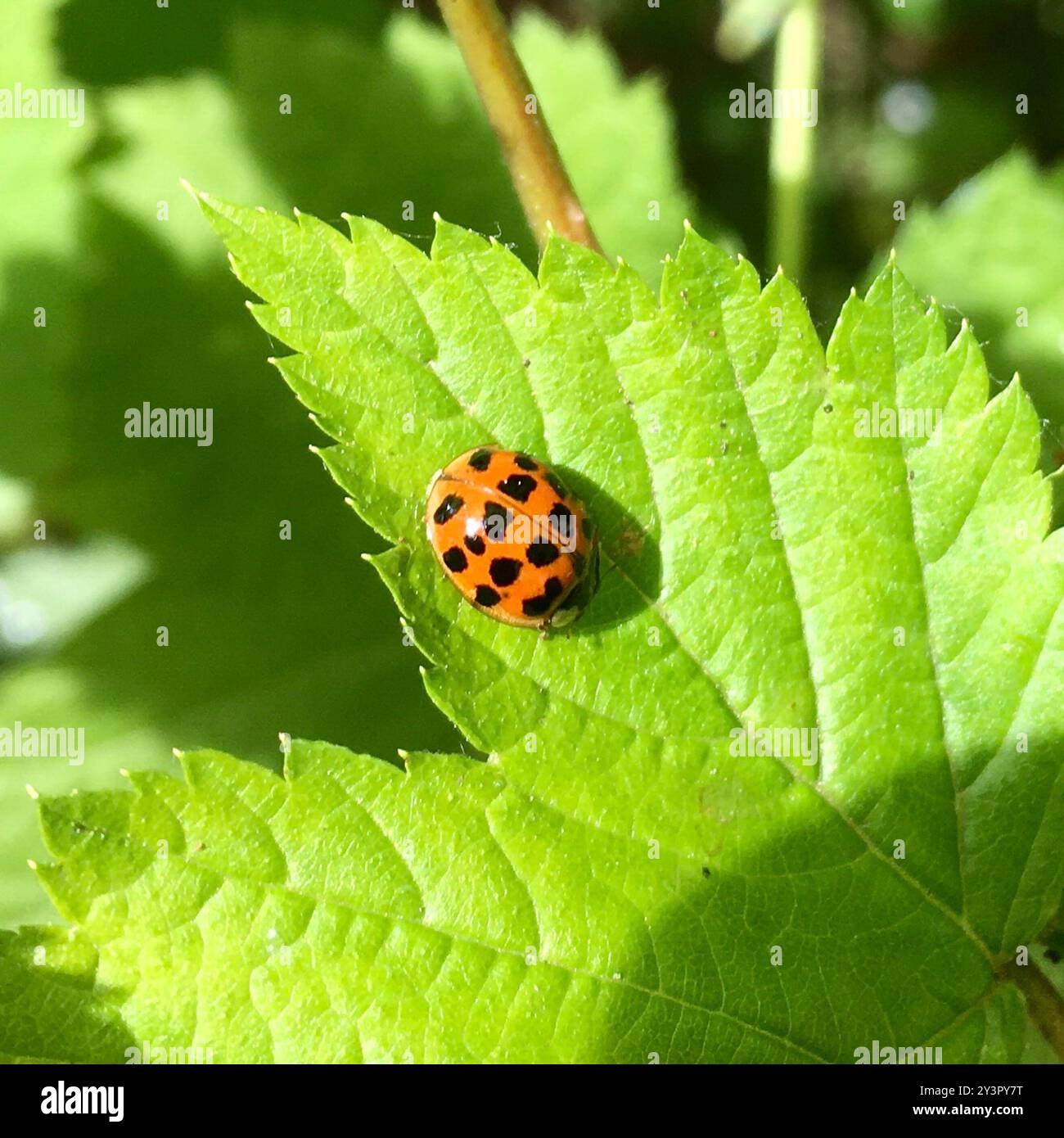 Asian Lady Beetle (Harmonia axyridis) Insecta Stock Photo - Alamy