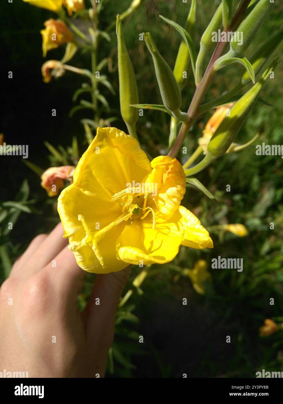 tall evening primrose (Oenothera elata) Plantae Stock Photo - Alamy