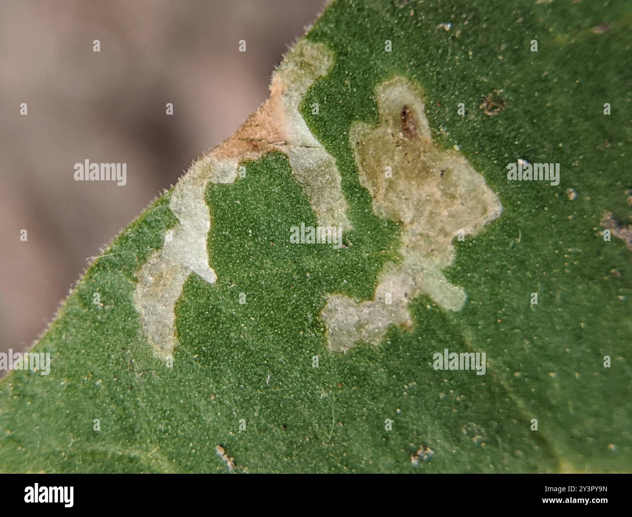 Spinach Leafminer (Pegomya hyoscyami) Insecta Stock Photo - Alamy