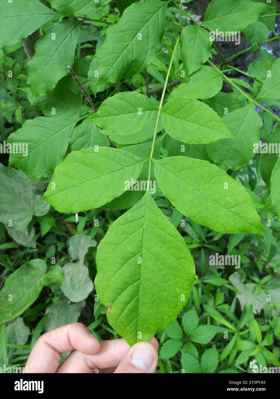 ashes (Fraxinus) Plantae Stock Photo - Alamy