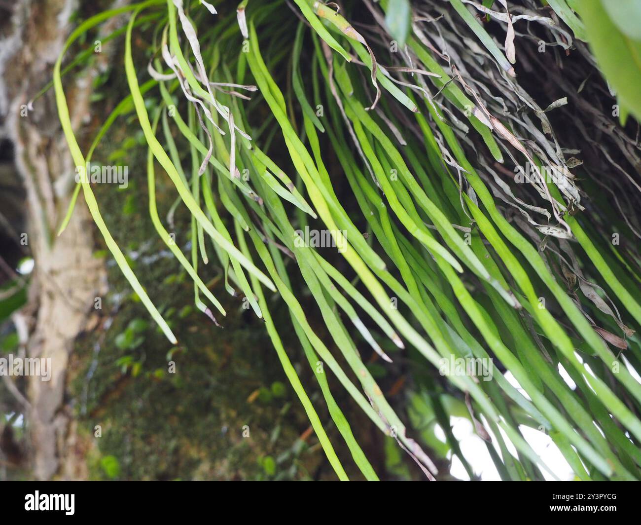 Haplopteris hi-res stock photography and images - Alamy