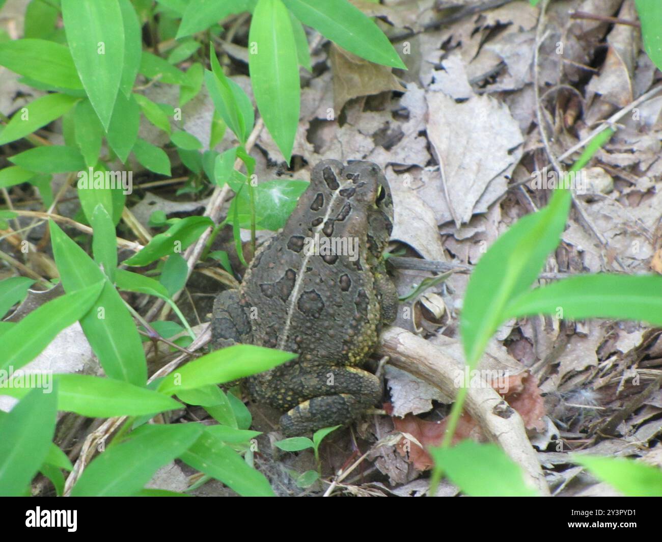 Fowler's Toad (Anaxyrus fowleri) Amphibia Stock Photo - Alamy