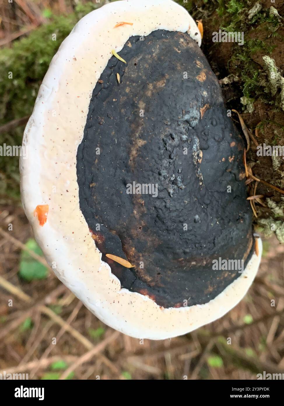 Red-banded Conks (Fomitopsis pinicola) Fungi Stock Photo - Alamy