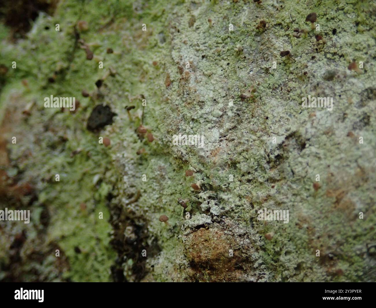 Brown Beret Lichen (Baeomyces rufus) Fungi Stock Photo - Alamy