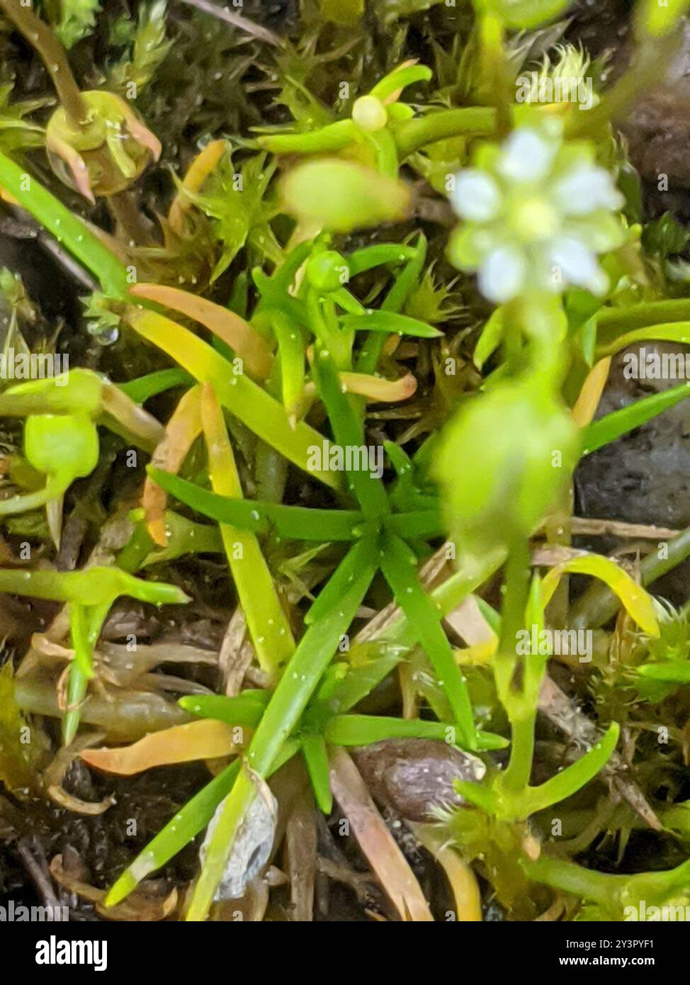 Alpine Pearlwort (Sagina saginoides) Plantae Stock Photo - Alamy