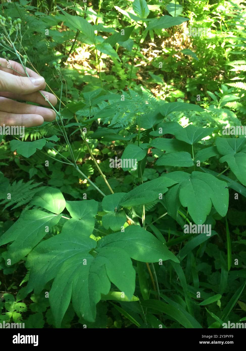 blue cohosh (Caulophyllum thalictroides) Plantae Stock Photo - Alamy