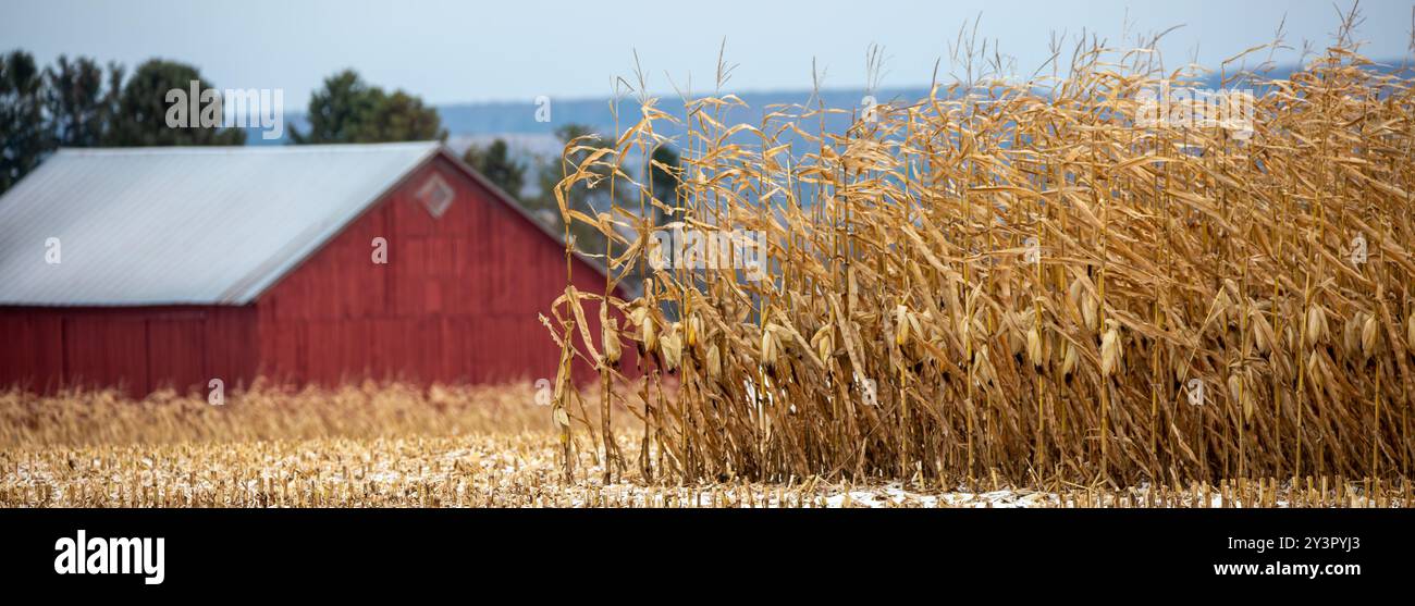 Wisconsin red barn with a little snow in the cornfield in autumn ...