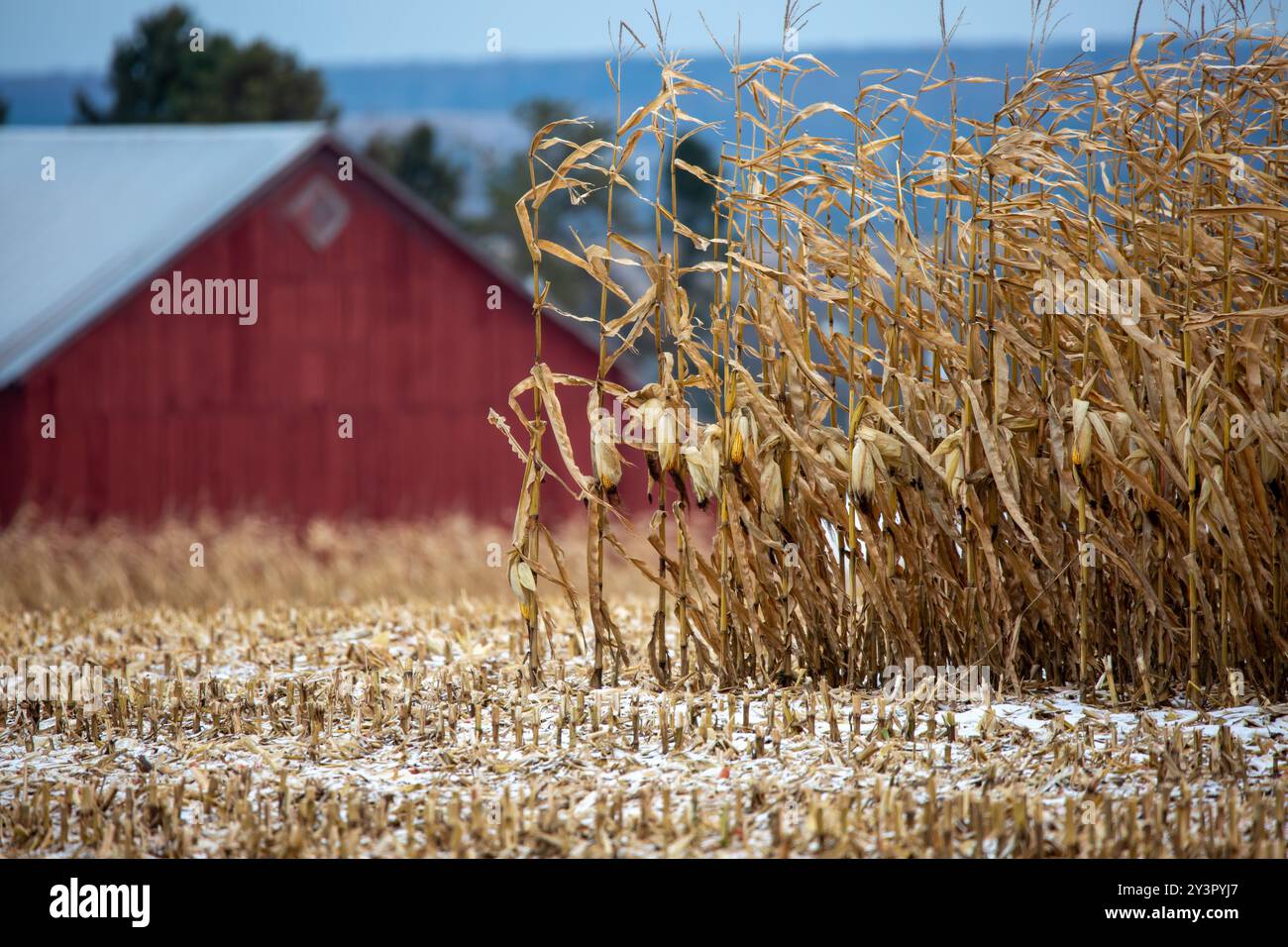 Wisconsin red barn with a little snow in the cornfield in autumn ...
