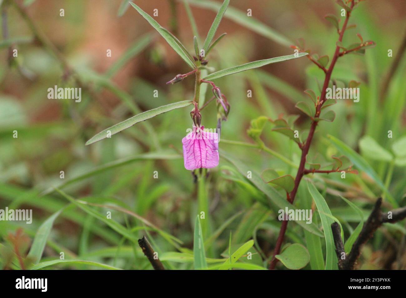 Spade Flower (Pigea enneasperma) Plantae Stock Photo - Alamy
