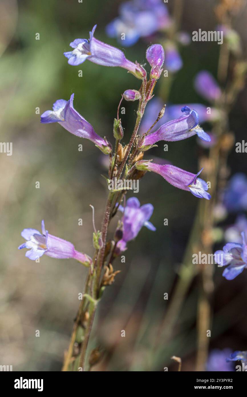Inflated Beardtongue (Penstemon inflatus) Plantae Stock Photo - Alamy