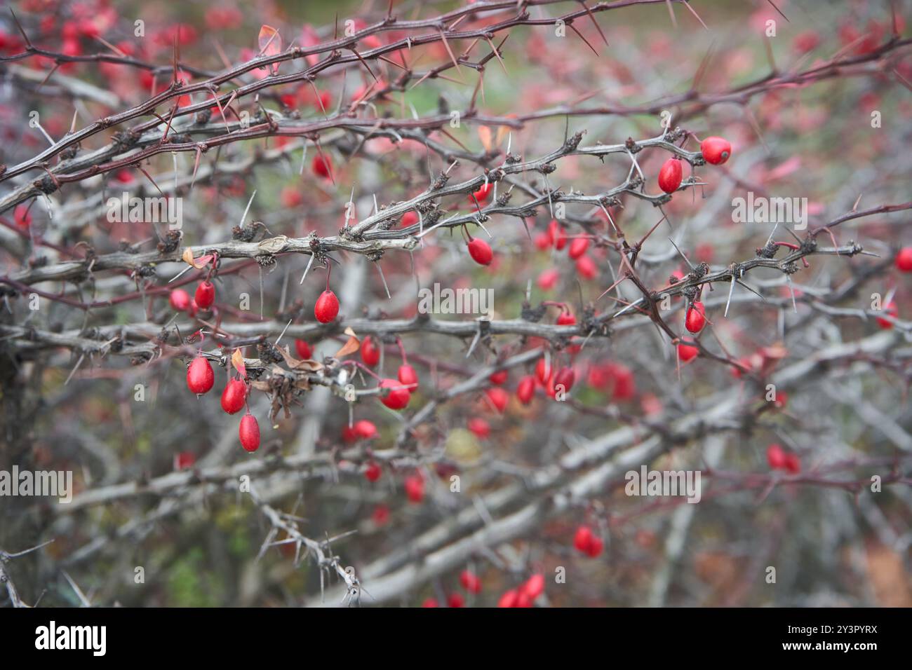 Barberry on a branch hi-res stock photography and images - Alamy