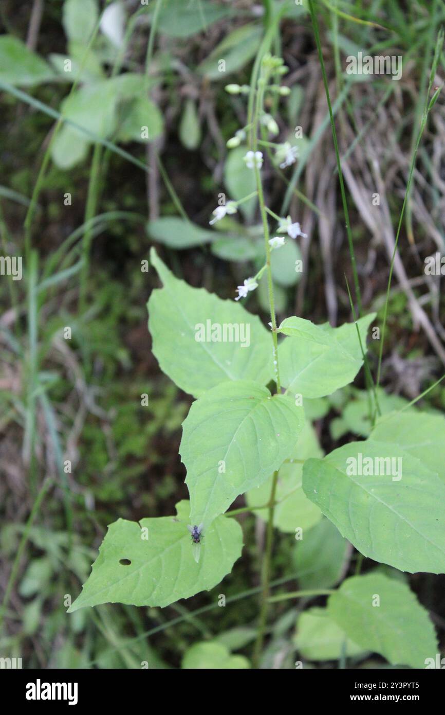 broadleaf enchanter's nightshade (Circaea canadensis) Plantae Stock ...