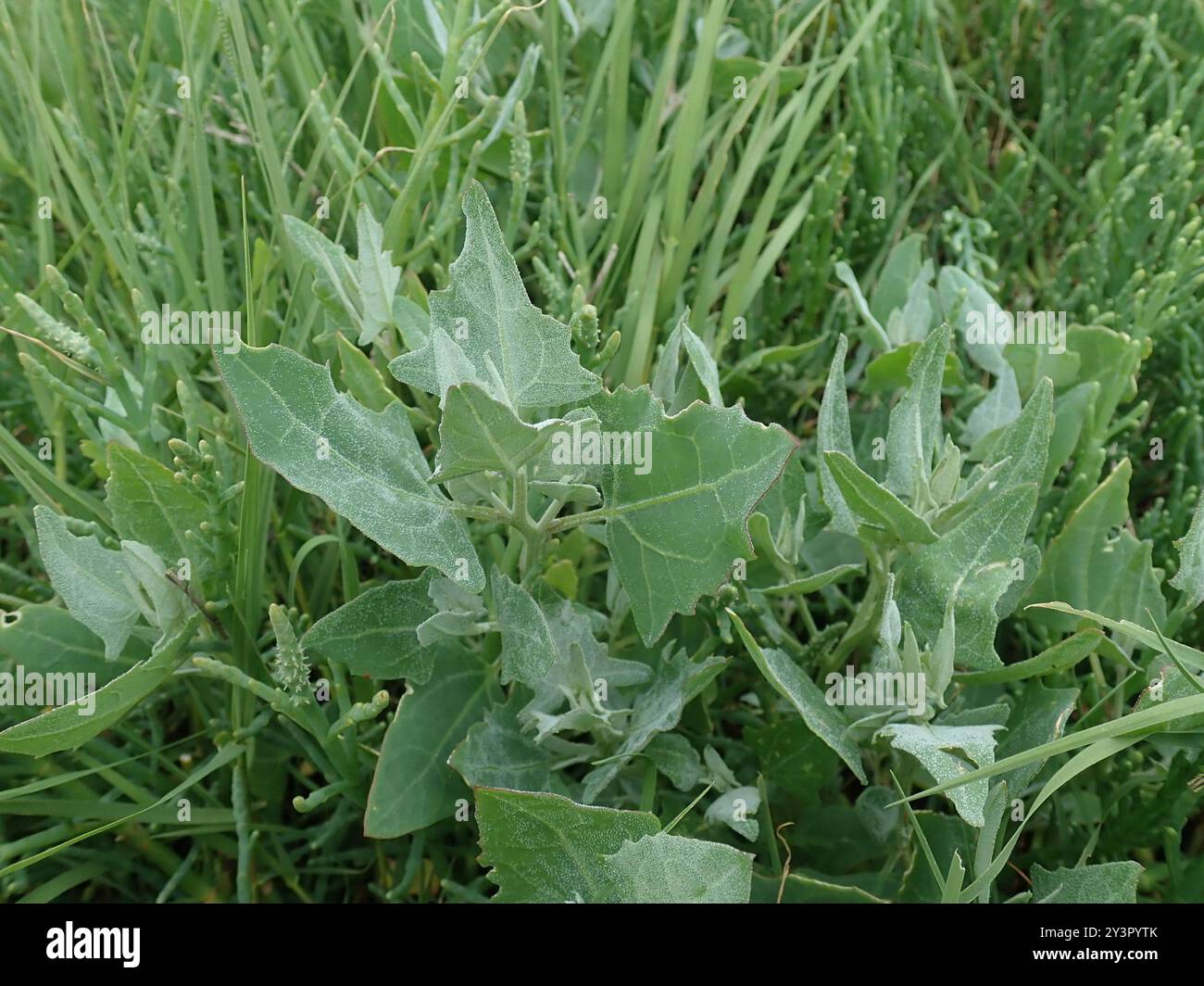 Common Orache (Atriplex patula) Plantae Stock Photo - Alamy