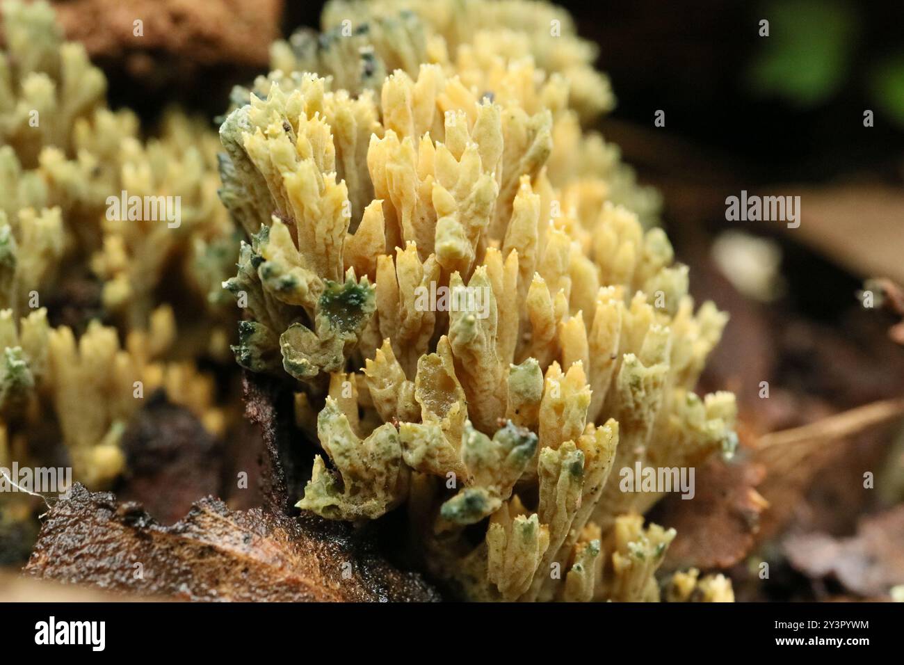 Green-staining Coral Mushroom (Phaeoclavulina abietina) Fungi Stock ...