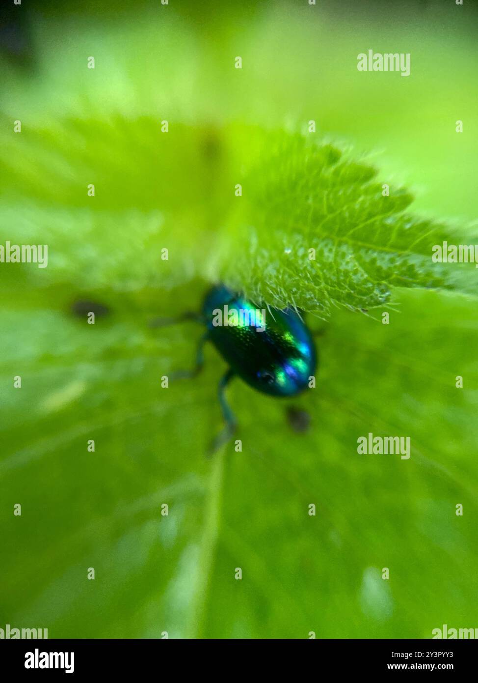 Dead-nettle Leaf Beetle (Fasta fastuosa) Insecta Stock Photo - Alamy