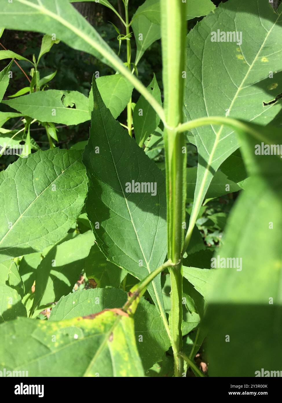 Yellow Crownbeard (Verbesina occidentalis) Plantae Stock Photo - Alamy