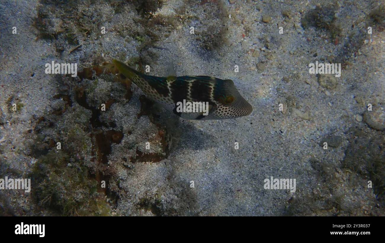 Blacksaddle Toby (Canthigaster valentini) Actinopterygii Stock Photo ...