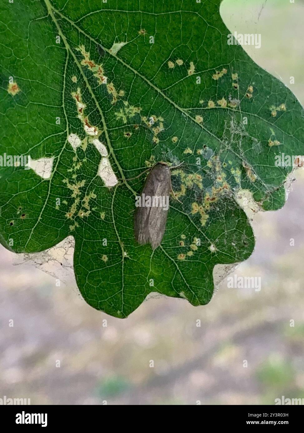 Lesser Wax Moth (Achroia grisella) Insecta Stock Photo - Alamy