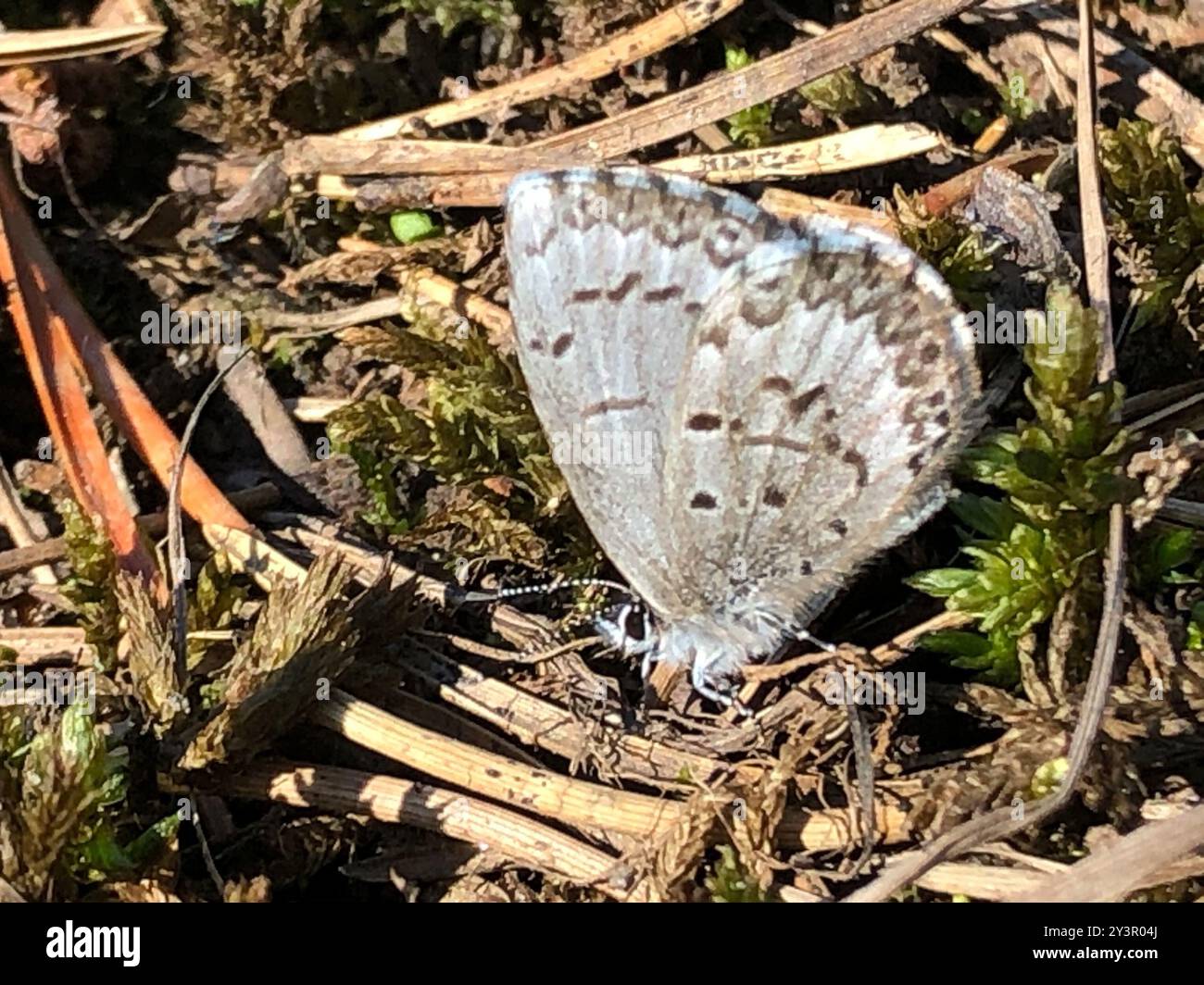 Northern Azure (Celastrina lucia) Insecta Stock Photo - Alamy