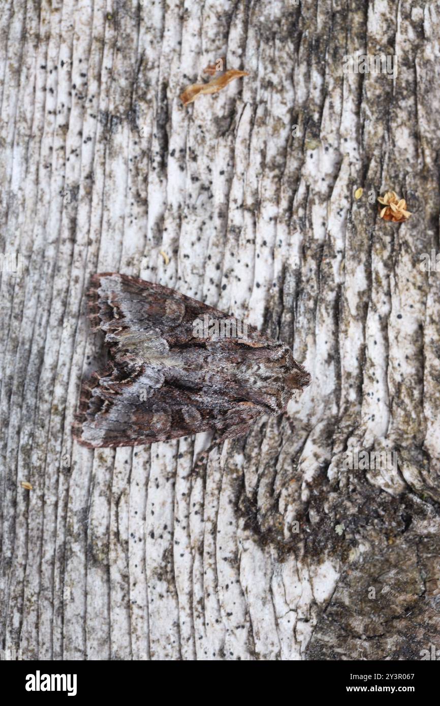 Grand Arches Moth (Lacanobia grandis) Insecta Stock Photo - Alamy