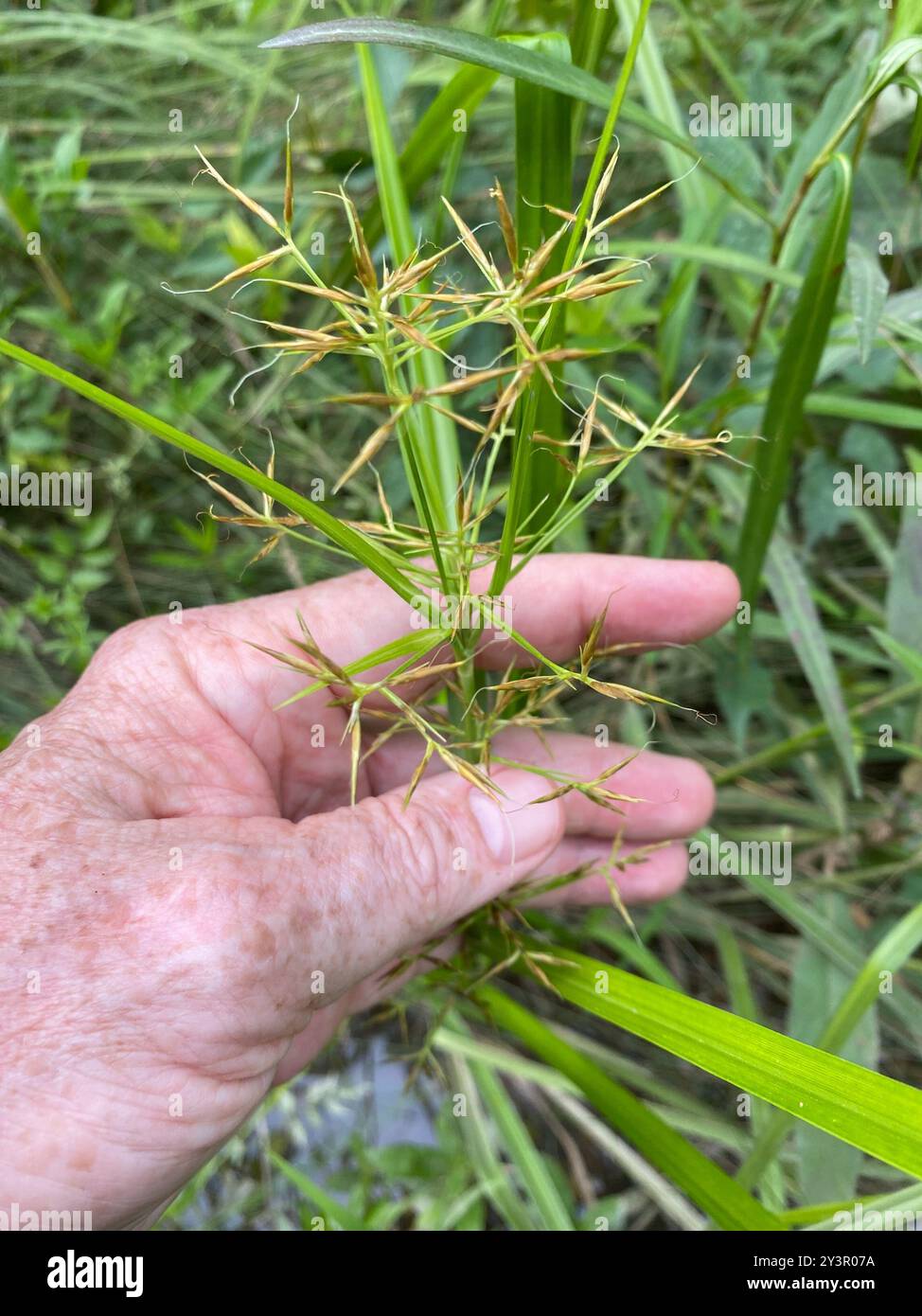 short-bristled horned beaksedge (Rhynchospora corniculata) Plantae ...