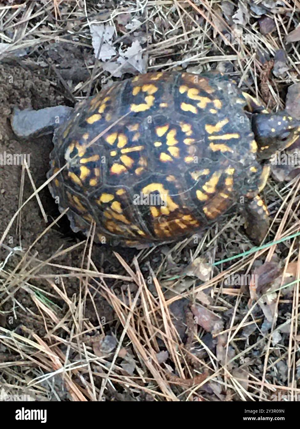 Eastern Box Turtle (Terrapene carolina carolina) Reptilia Stock Photo ...