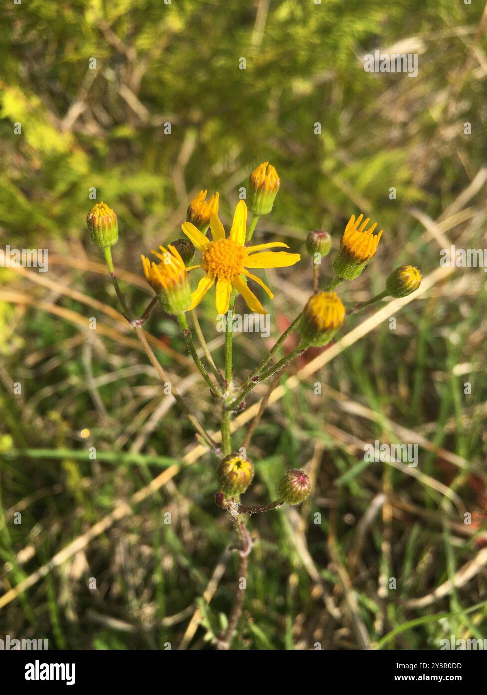 balsam ragwort (Packera paupercula) Plantae Stock Photo - Alamy
