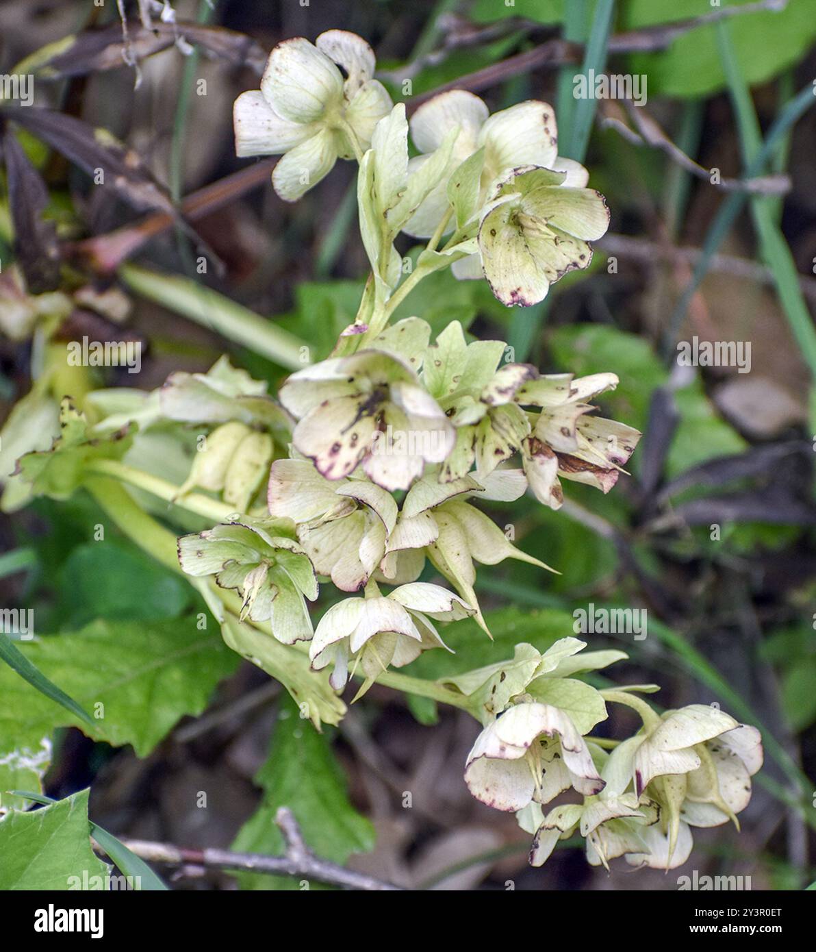 Stinking hellebore (Helleborus foetidus) Plantae Stock Photo - Alamy