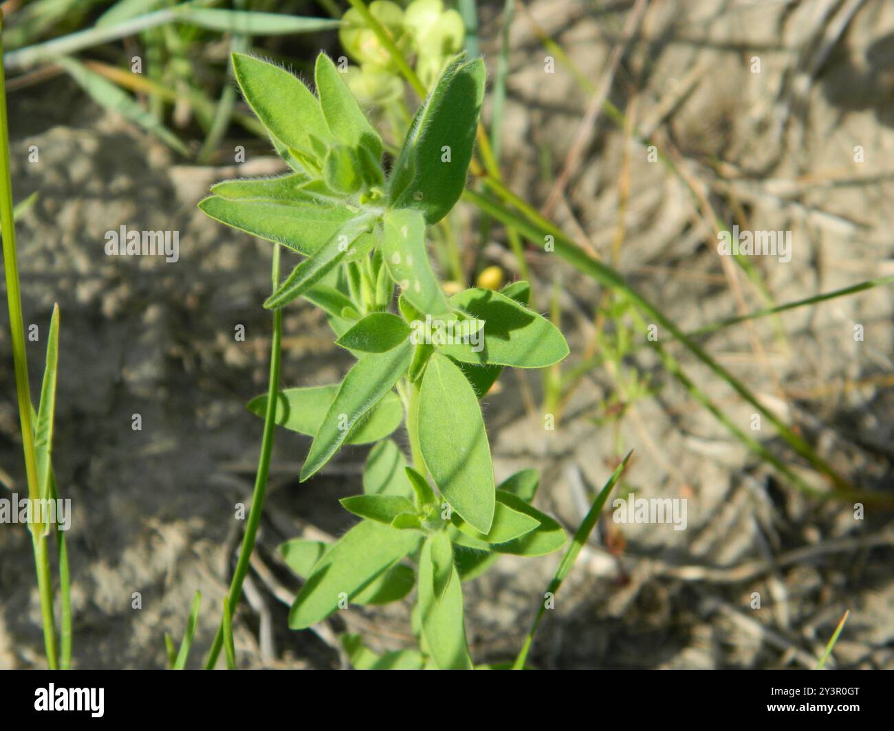 Spanish clover (Acmispon americanus americanus) Plantae Stock Photo - Alamy