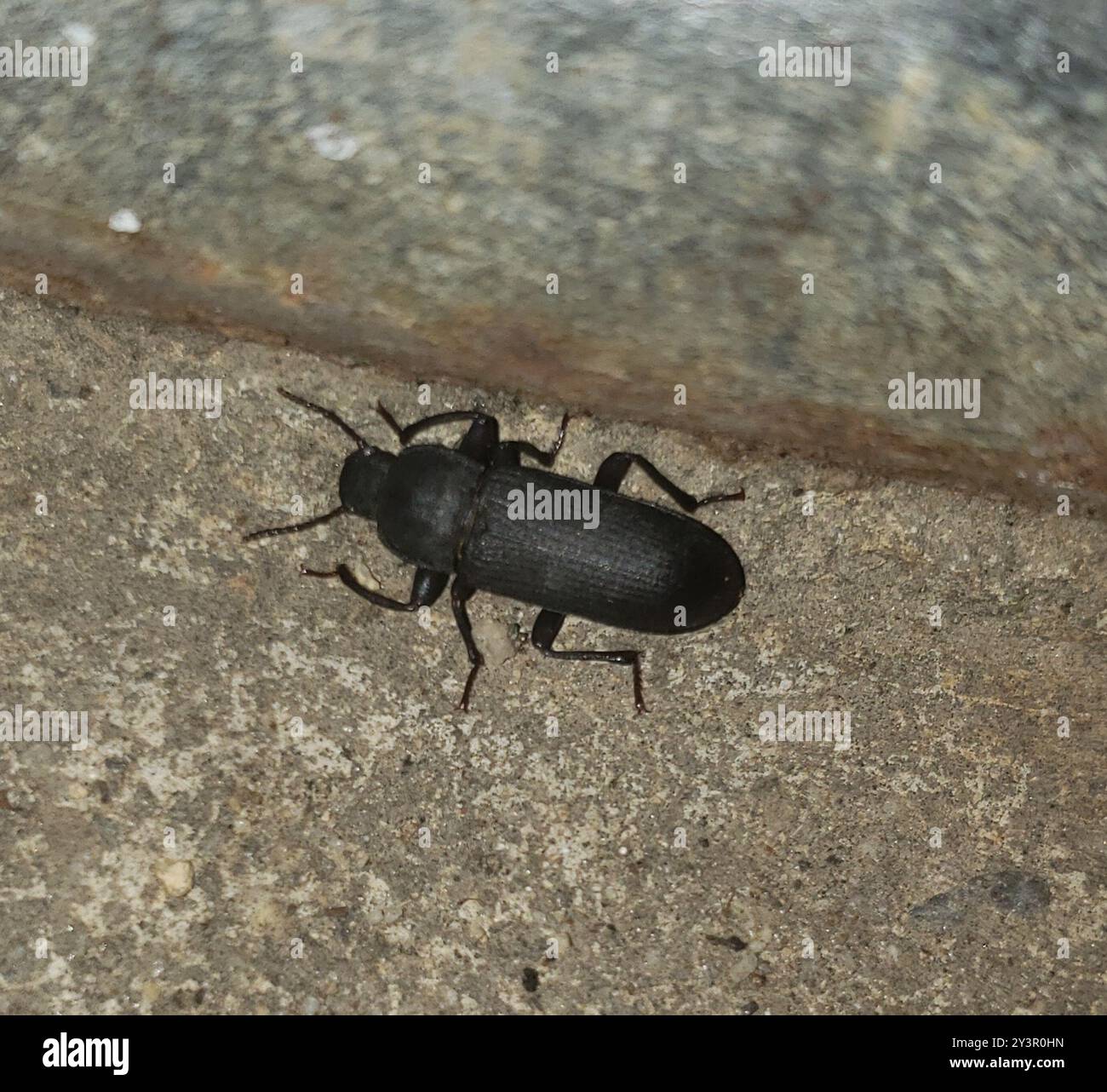 Dark Mealworm (Tenebrio obscurus) Insecta Stock Photo - Alamy