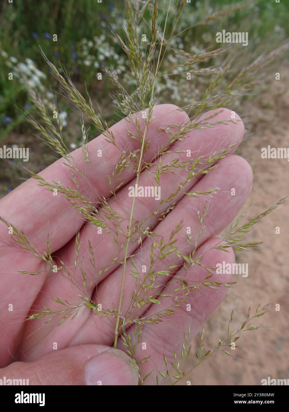 Loose Silky-bent (Apera spica-venti) Plantae Stock Photo - Alamy
