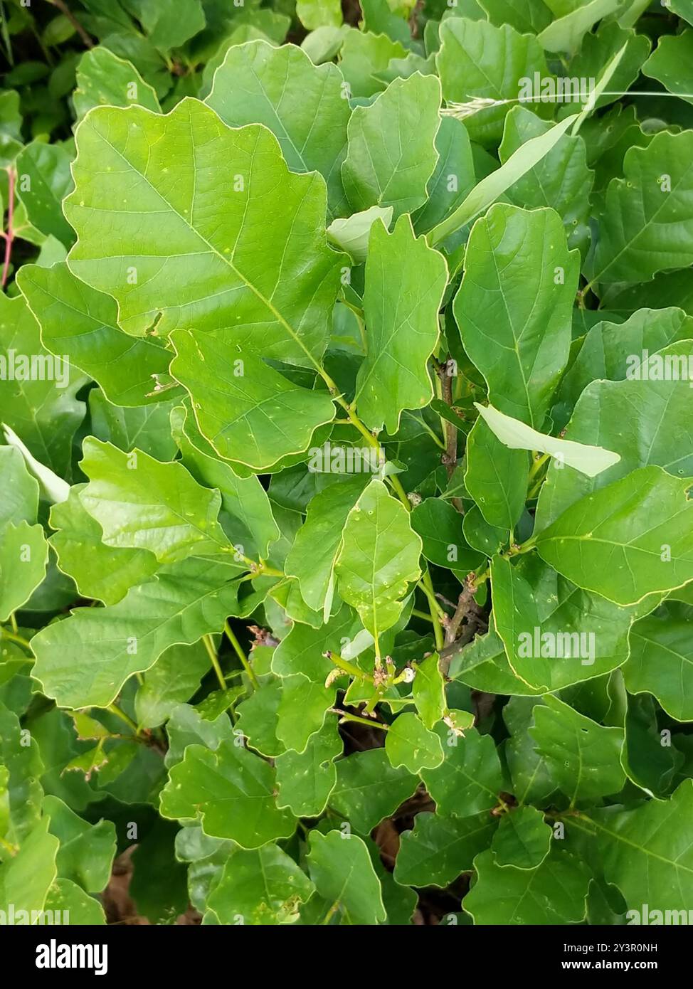 dwarf chinkapin oak (Quercus prinoides) Plantae Stock Photo - Alamy