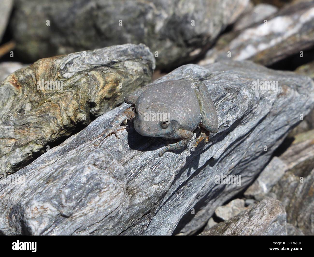 Ota's stream tree frog (Buergeria otai) Amphibia Stock Photo - Alamy