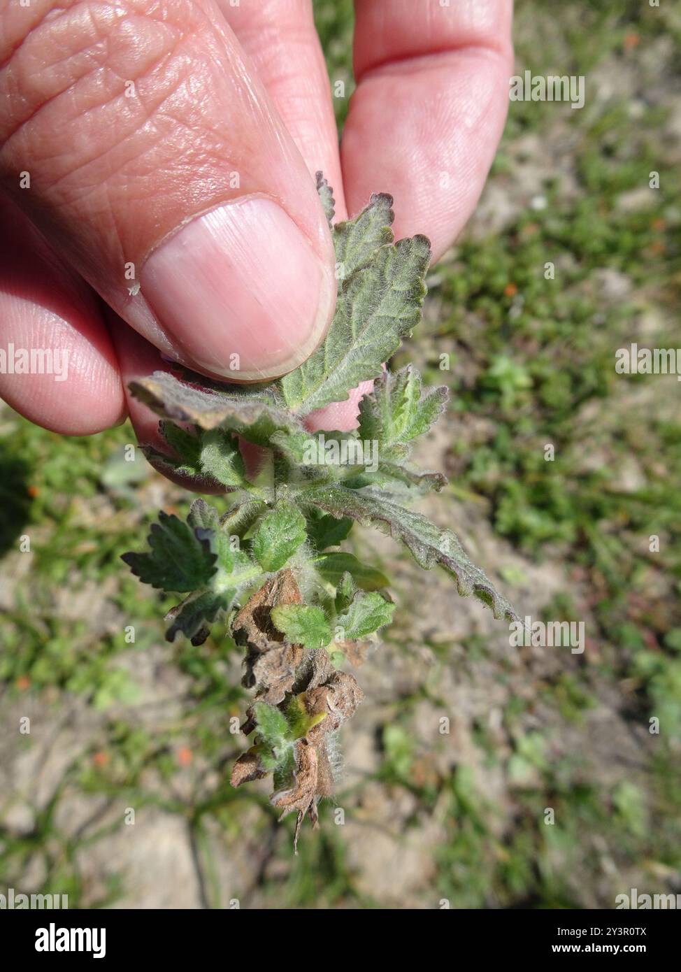 Water Germander (Teucrium scordium) Plantae Stock Photo - Alamy